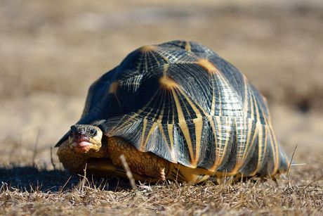 Faune Et Flore riches et Abondant de l'Île Rodrigues. - Vacances Maurice
