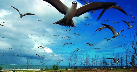 Faune Et Flore riches et Abondant de l'Île Rodrigues. - Vacances Maurice