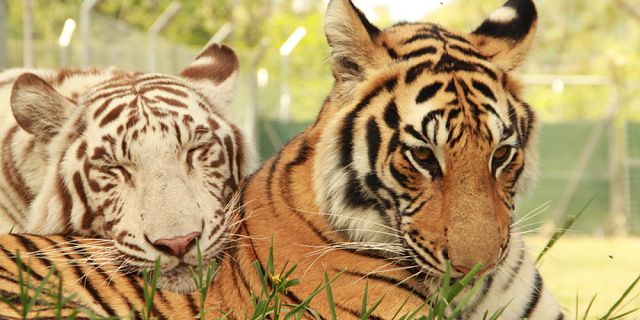 Activités à Dos de Chameau au Casela Nature Parks - Vacances Maurice