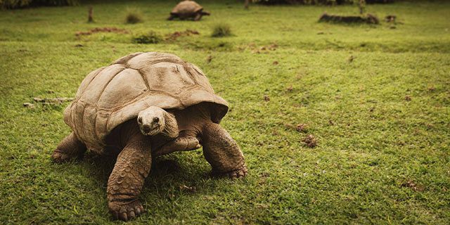 Visite Guidée du Ferney Conservation Park - Vacances Maurice