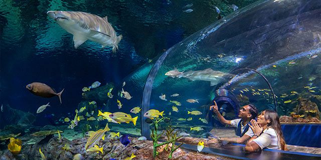 Odysseo - L'Océanarium de l'île Maurice - Vacances Maurice