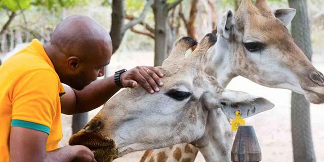 Petit-déjeuner avec des Girafes au Casela Nature Parks - Vacances Maurice