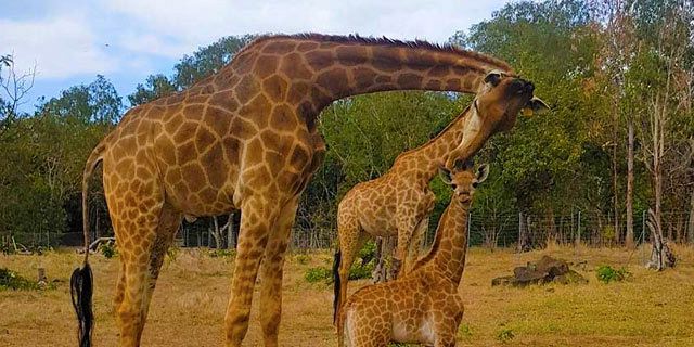 Petit-déjeuner avec des Girafes au Casela Nature Parks - Vacances Maurice