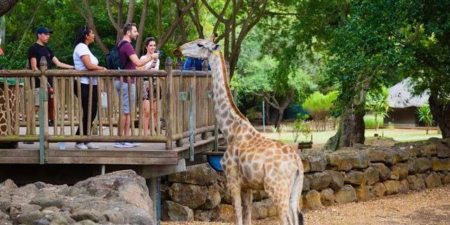 Petit-déjeuner avec des Girafes au Casela Nature Parks - Vacances Maurice