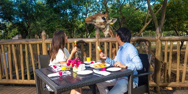 Petit-déjeuner avec des Girafes au Casela Nature Parks - Vacances Maurice