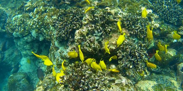 Bateau à Fond de Verre au Parc Marin de Blue Bay - Vacances Maurice