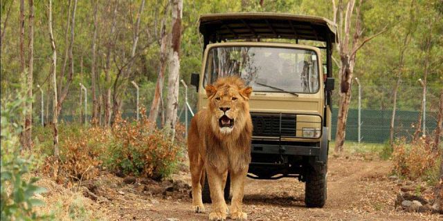 Journée Safari au Casela Nature Parks - Forfait Aventures - Vacances ...