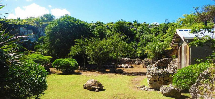 Faune Et Flore riches et Abondant de l'Île Rodrigues. - Vacances Maurice