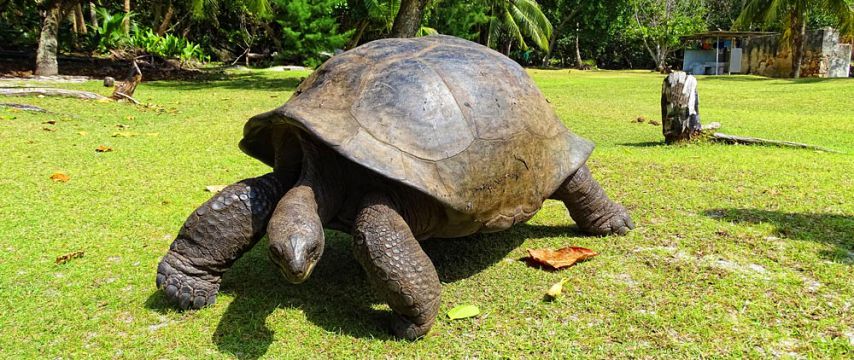 Faune Et Flore riches et Abondant de l'Île Rodrigues. - Vacances Maurice