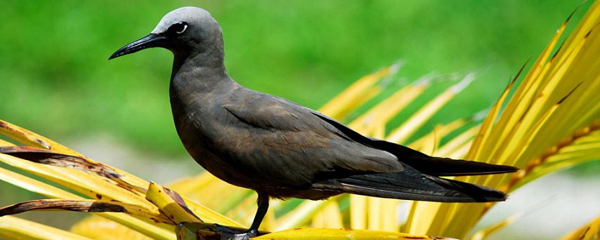 Faune Et Flore riches et Abondant de l'Île Rodrigues. - Vacances Maurice